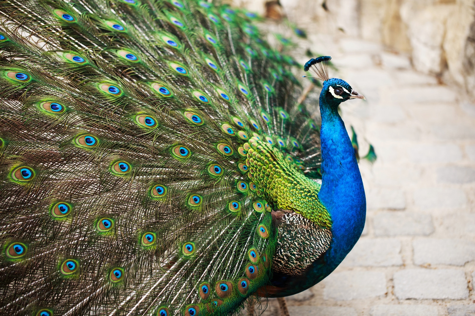 O simbolismo do pavão - Eu Sem Fronteiras