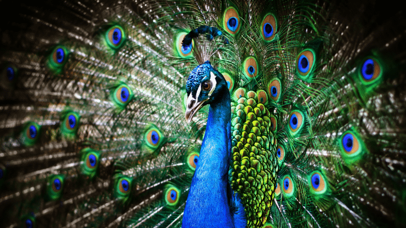 Pavão: encante-se com o simbolismo desse animal colorido
