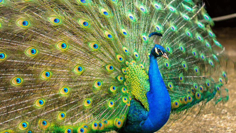 Pavão: encante-se com o simbolismo desse animal colorido