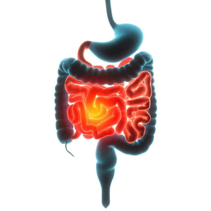 Cólon: informações e dicas sobre seu funcionamento