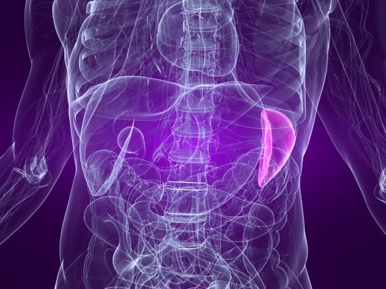 O baço e as emoções: entenda a relação entre eles