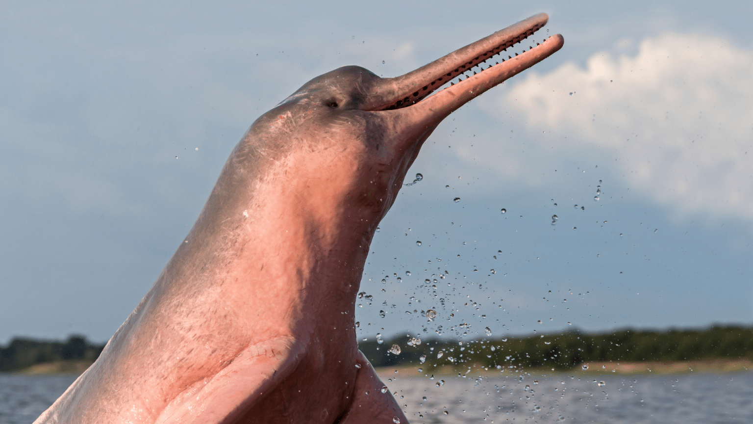 Lenda do boto. Saiba mais sobre essa figura controversa