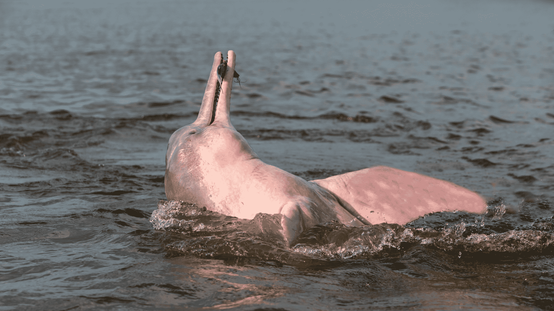 Lenda do boto. Saiba mais sobre essa figura controversa