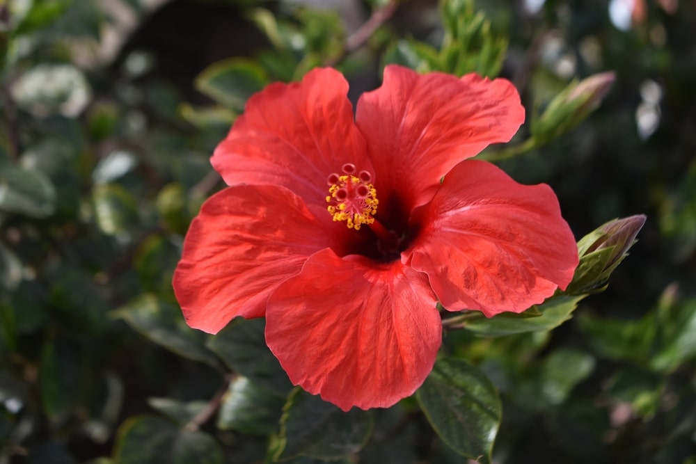Hibisco: conheça a planta que pode atrair um grande amor