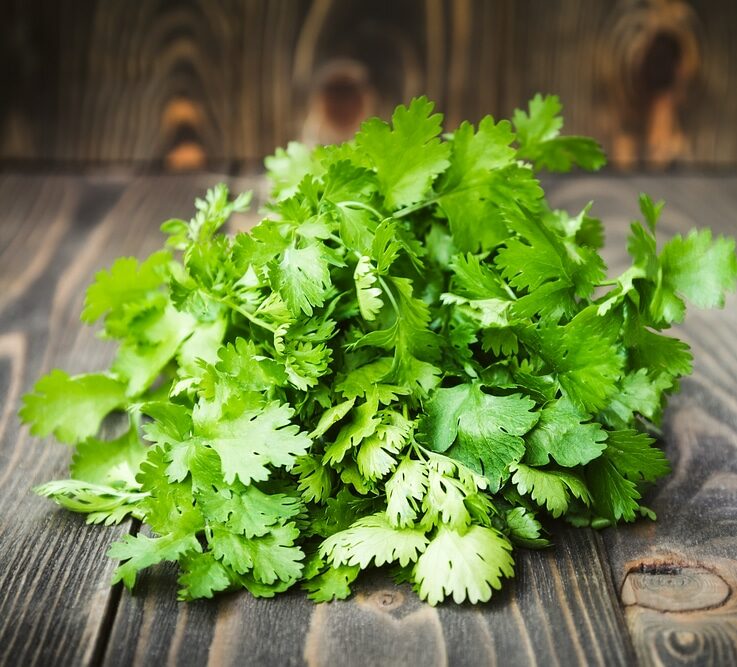Coentro: a poderosa erva que vai além de um bom tempero