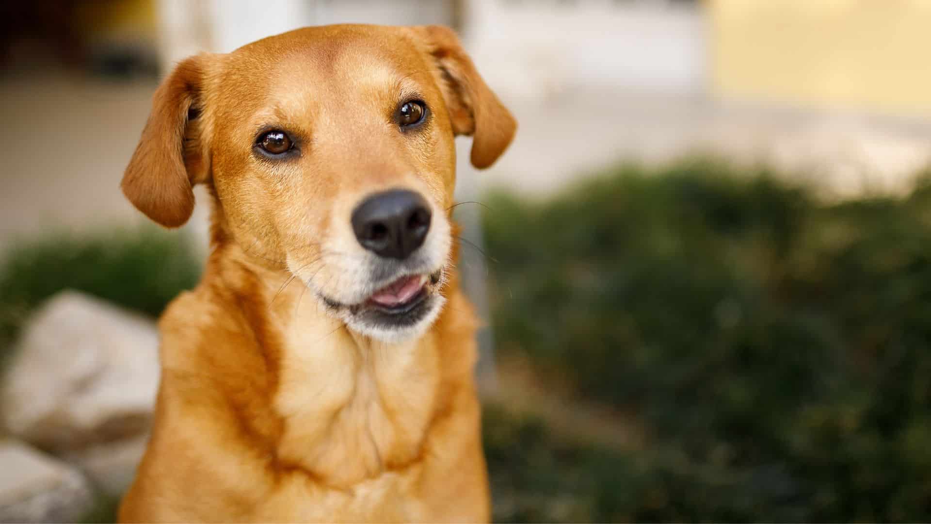 Leia o significado de sonhar com cachorro caramelo Leia o significado de sonhar com cachorro caramelo