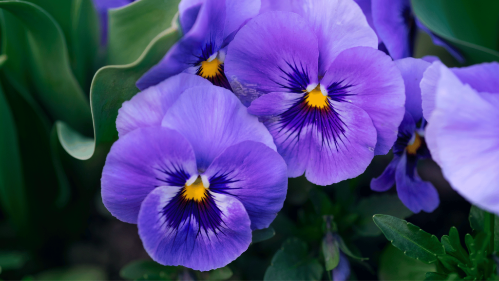 Conheça o significado de violeta, a flor da espiritualidade