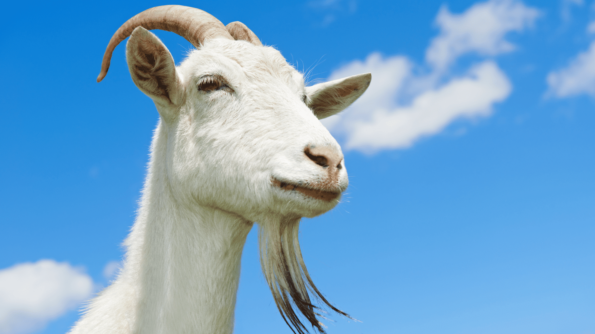 Cabra: estude o signo chinês da emotividade e da sinceridade