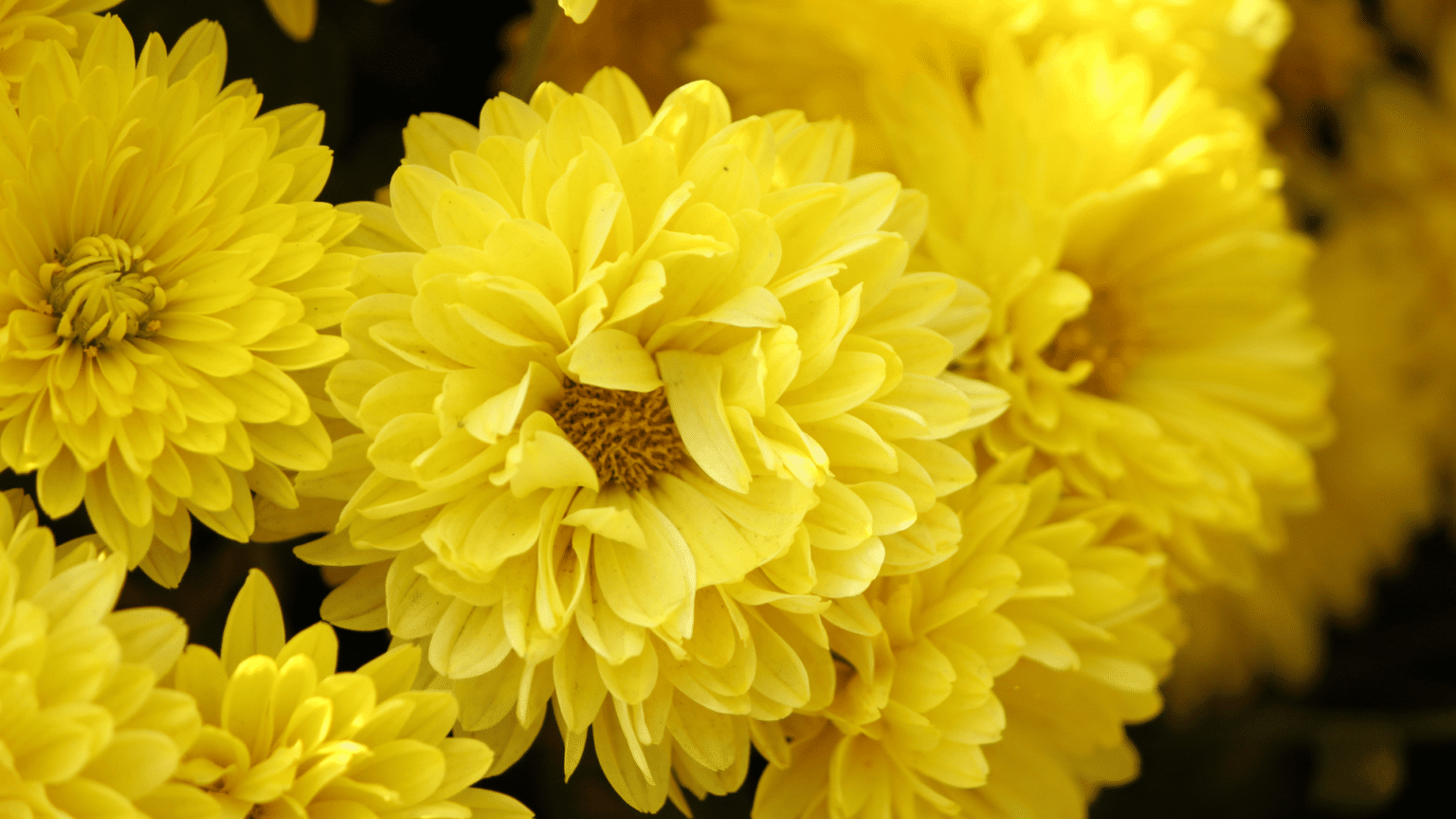 Conheça a flor crisântemo, símbolo da renovação espiritual