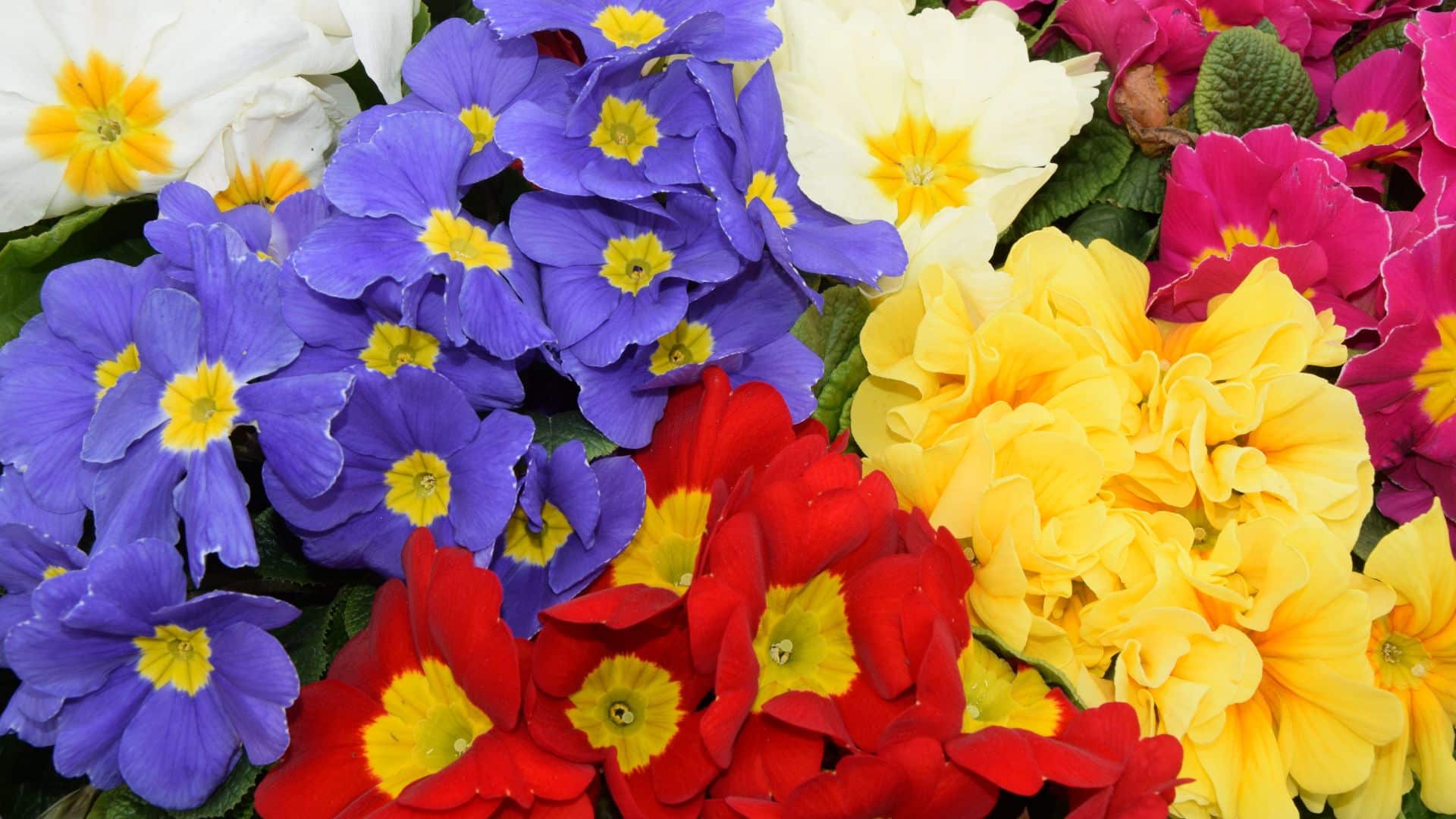 Prímula: Descubra o seu significado e benefícios