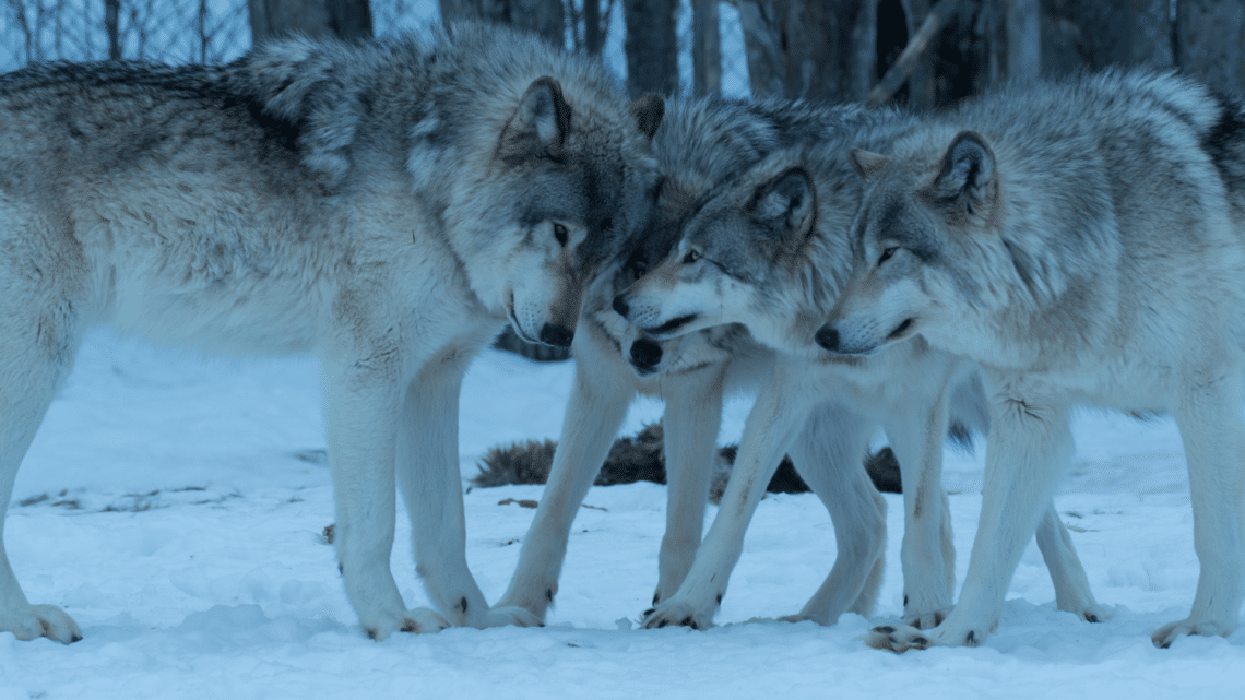 Sonhar com lobo: desvende as interpretações deste episódio